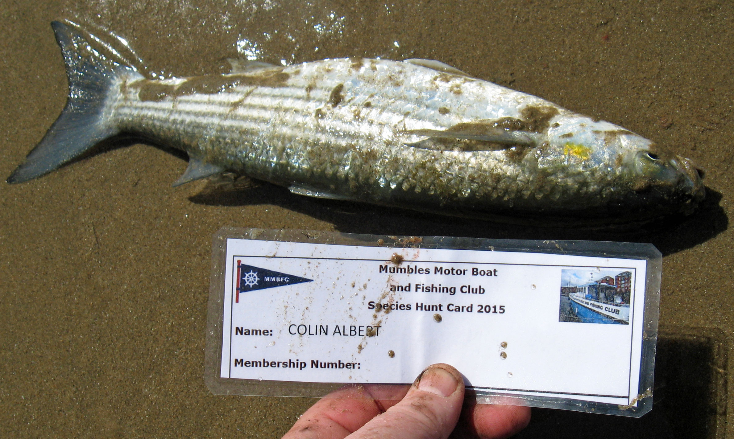 Golden-Grey-Mullet