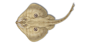 Mumbles Motor Boat & Fishing Club